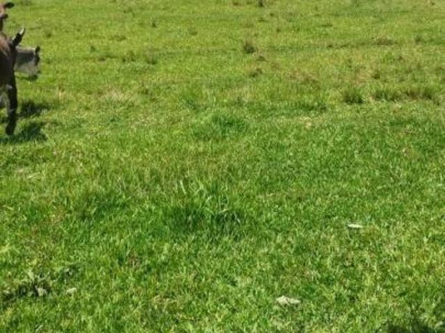 Sítio para venda em Camanducaia