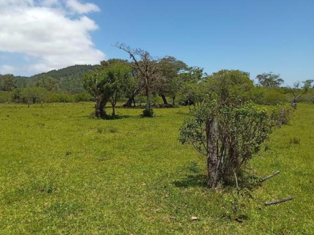 Sítio para venda em Canta Galo Itapuã, Viamão