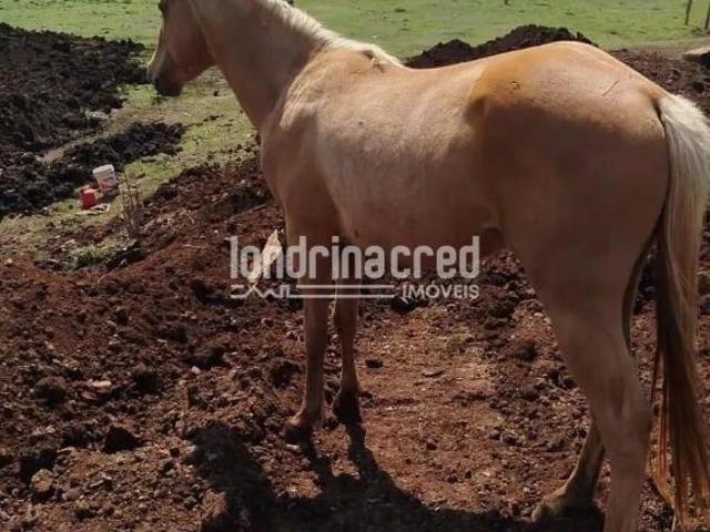 Sítio para venda em Centro, Uraí