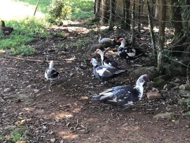 Sítio para venda em Centro, Passo do Sobrado