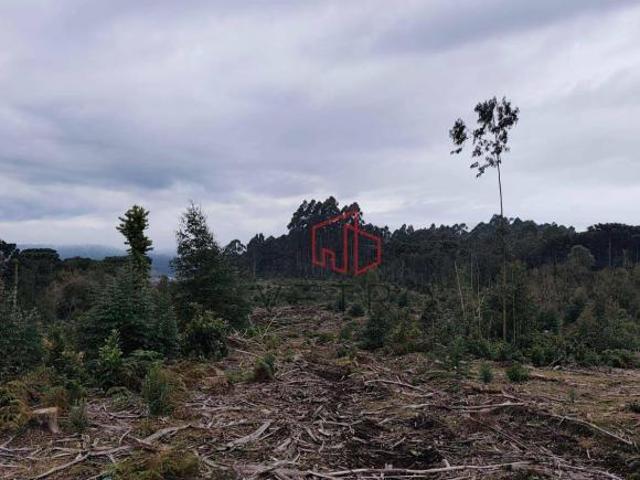 Sítio para venda em Gramado