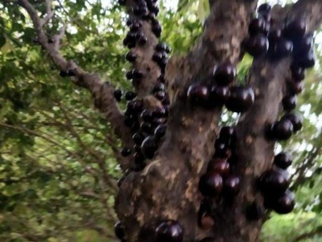 Sítio para venda em Jardim Ouro Verde, São José do Rio Preto
