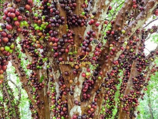 Sítio para venda em Jardim Santa Vitória Canguera, São Roq