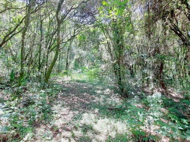 Sítio para venda em Passo da Areia, Viamão