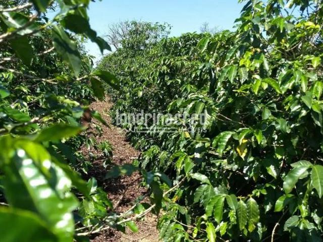 Sítio para venda em Pinhalão
