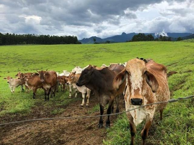 Sítio para venda em São Benedito, Guaratinguetá