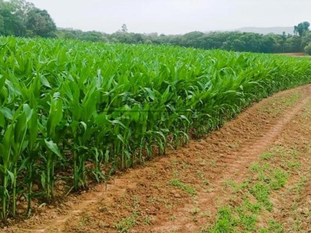 Sítio para venda em Santa Cruz do Sul