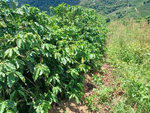 Sítio produtivo à venda em Ouro Fino