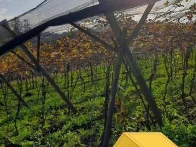 SÍTIO PRODUTIVO – UVAS – SMA