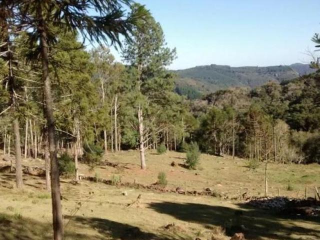 Sítio Rural à venda, Caracol, Canela SI0067