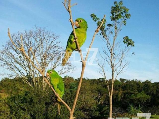 SITIO RURAL em Campinas São Paulo, Sousas