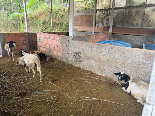 Sítio, Rural, Pedro de Toledo, SP