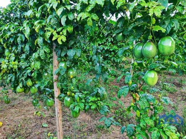 Sítio/Fazenda à Venda, 5,19 alqueires por R$ 750.000 Cód. ch2113