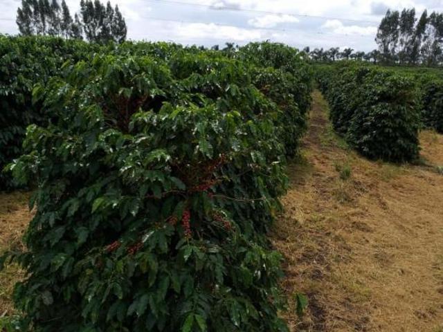 Sítio/Fazenda à Venda, 60 alqueires por R$ 35.000.000 Cód. ch2248