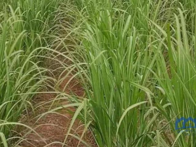 Sítio/Fazenda à Venda, 128,25 alqueires por R$ 35.000.000 Cód. ch2805