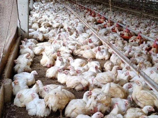 Sítio/Fazenda à Venda, 12 alqueires por R$ 8.000.000 Cód. ch2335