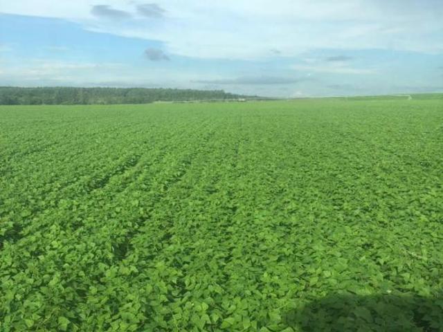 Sítio/Fazenda à Venda, 211,33 alqueires por R$ 50.000.000 Cód. ch2808