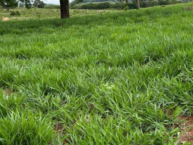 Sítio/Fazenda à Venda, 2.341 hectares por R$ 46.820.000 Cód. ch2320