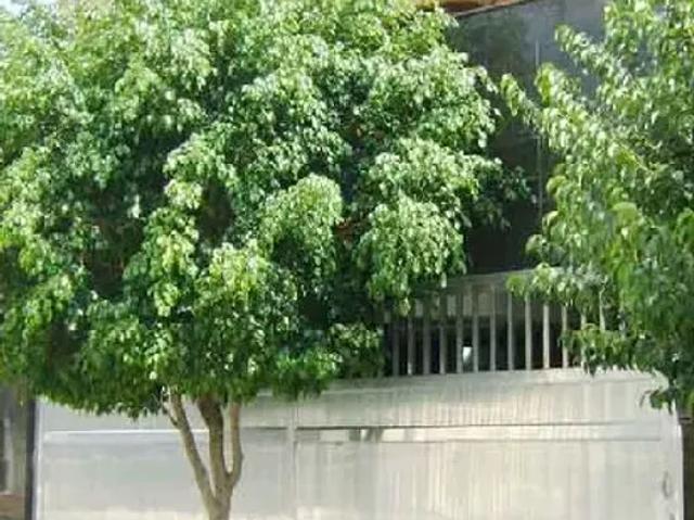 Sobrado de 120m² com 3 quartos em Vila Gustavo