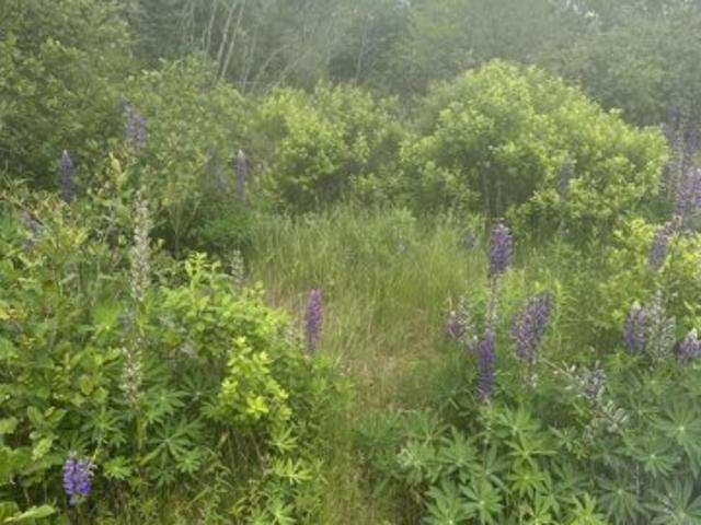 Smalls Point Rd, Machiasport, Plot For Sale
