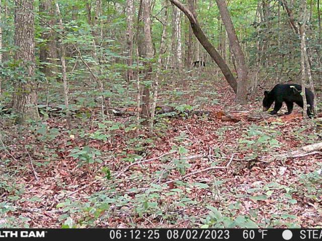 Smith Mountain Rd, Rockwood, TN 37854