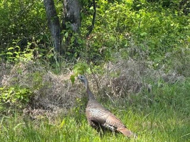 Smithers Rd, Paron, AR 72122