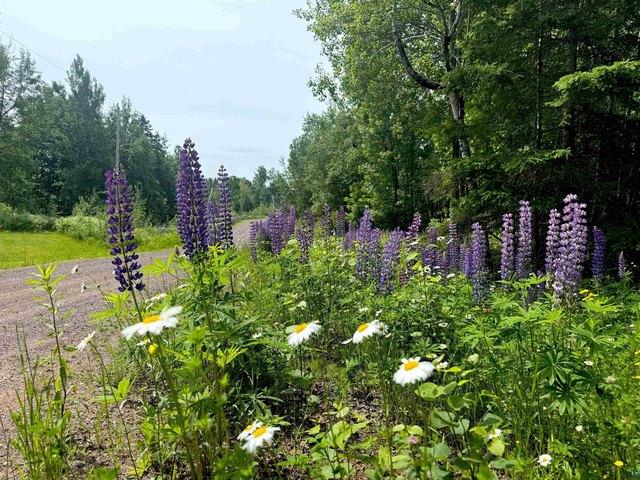 Snowshoe Trl Lot 7, Tofte, MN 55615