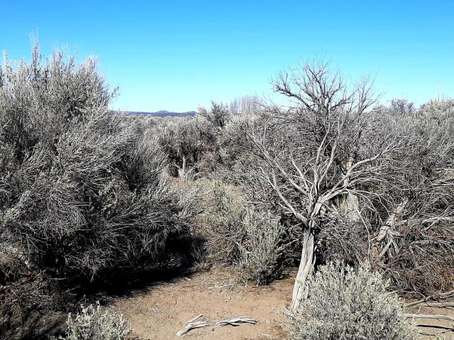 Spruce # 27S17E10CB04600