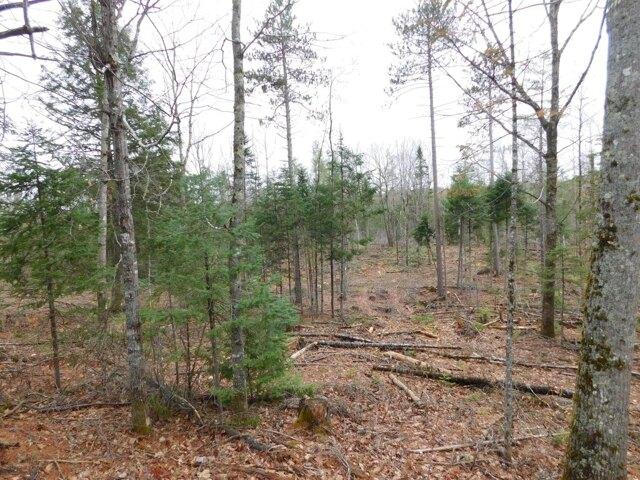 Spring Bridge Rd Lot,greenbush, Plot For Sale