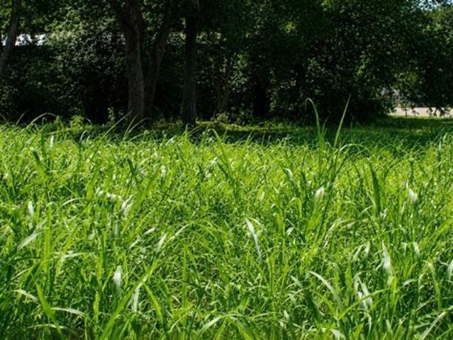 SW Blk 1st Ave Lot 6, Waelder, TX 78959
