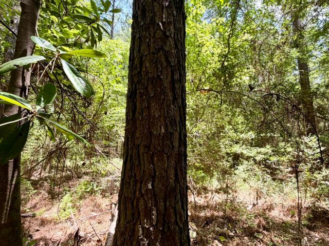 SW Linfrank Line Drive, Smithdale, MS 39664