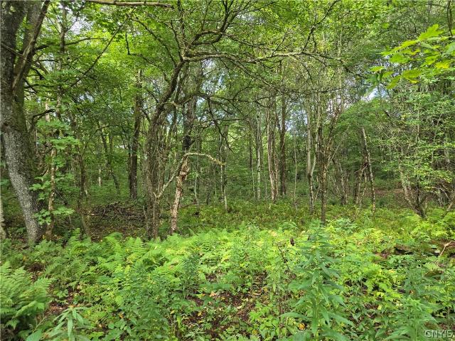 Sweeney/Seelman Truck Trail Road