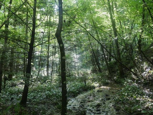 St Route 606 Lot 0, Pennington Gap, VA 24265