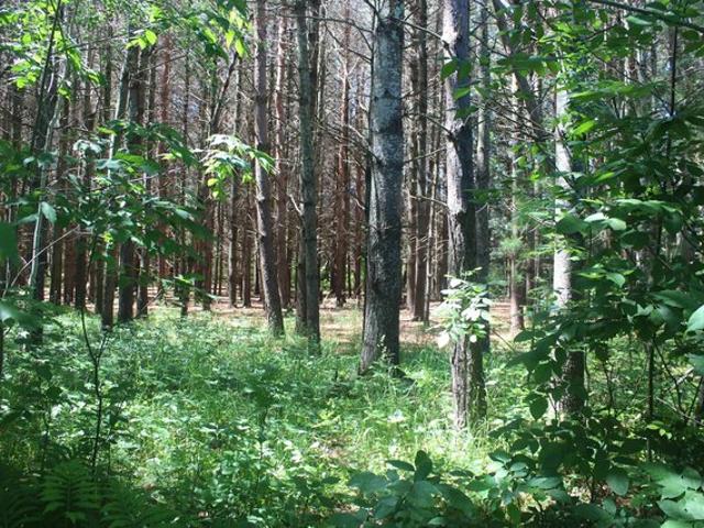 Stone Circle Dr, Kewadin, MI 49648