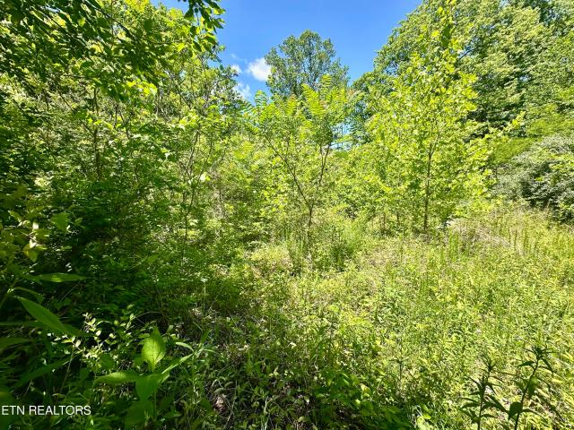 Stoney Fork Rd 141 020.00, Caryville, TN 37714