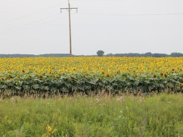 State Highway 219, Goodridge, MN 56725