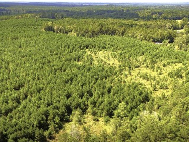 Stutts Hill Rd, Livingston, TX 77351