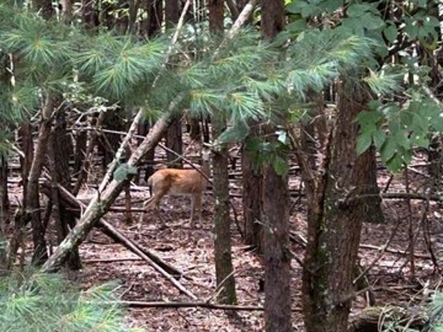 Summit Dr Lot 5, Blairsville, GA 30512