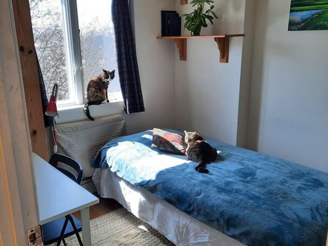 Sunny furnished room in apt share with cats Sept 1