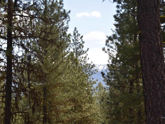 Syringa Drive